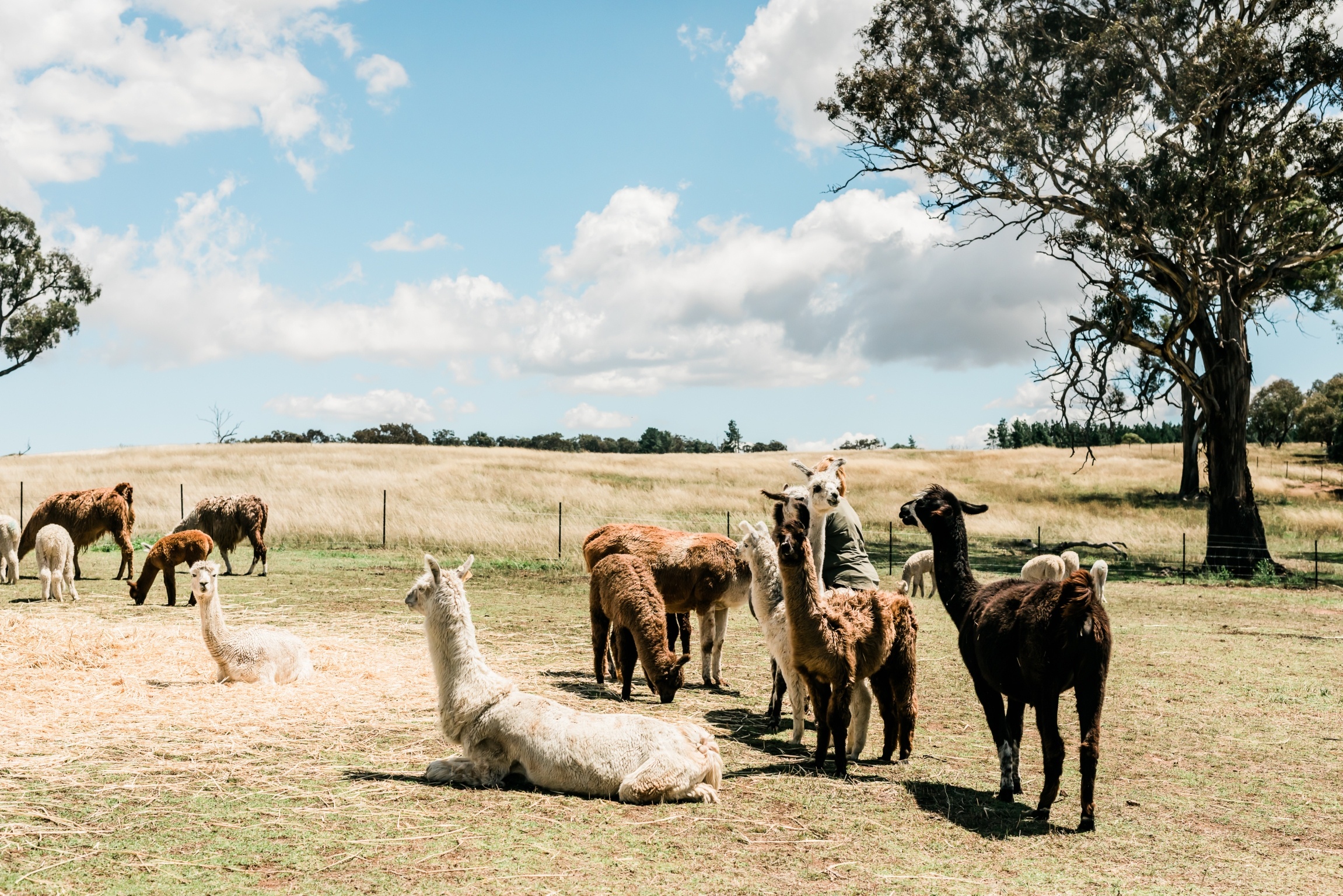 Yass Valley Offereings - Media Gallery • Visit Yass Valley
